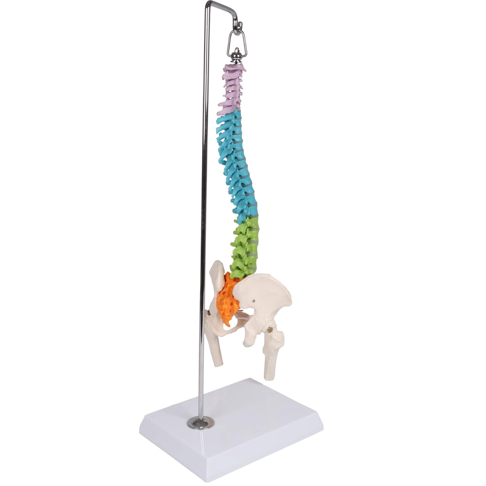 Erler-Zimmer | Miniwirbelsäule (A253)