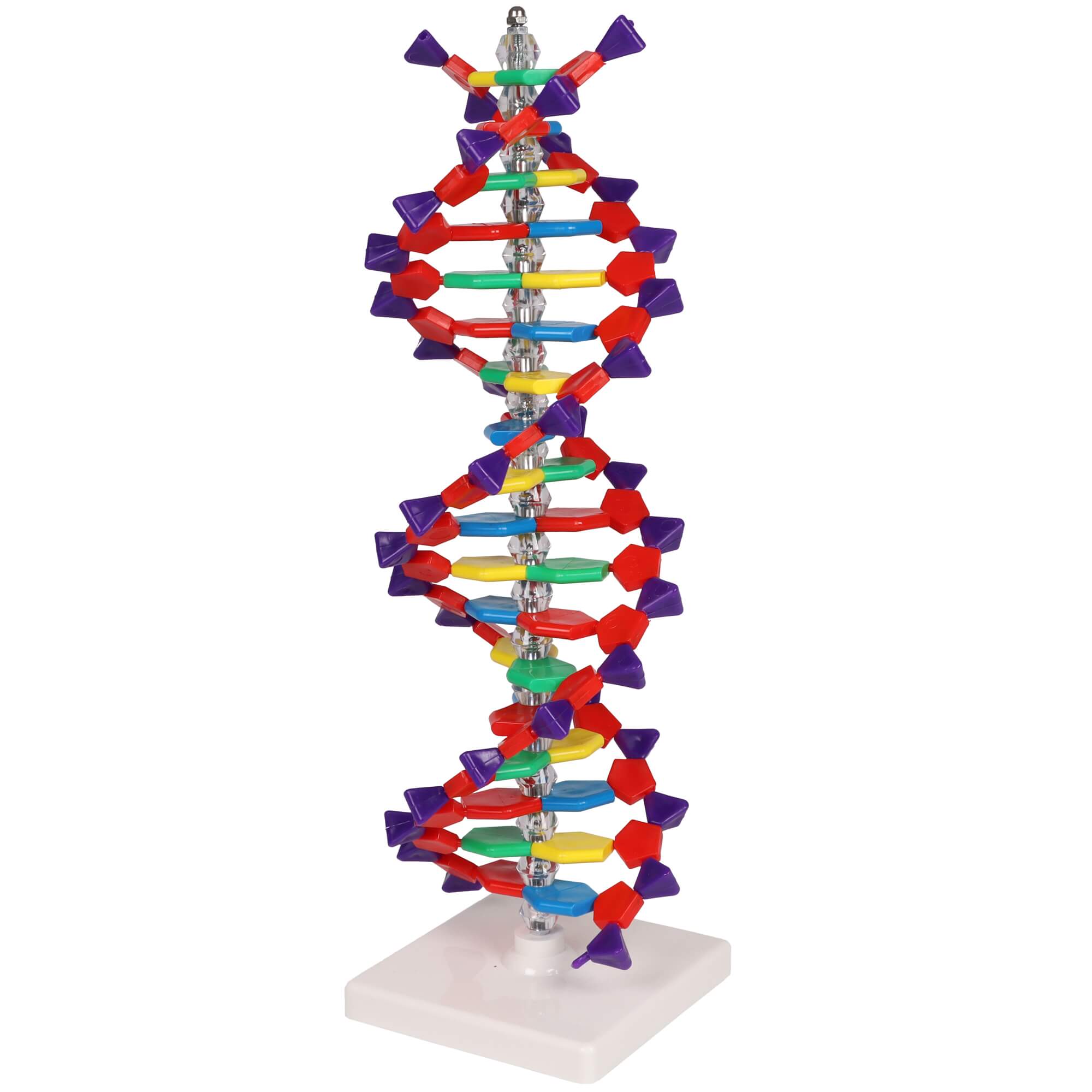 Erler-Zimmer | DNA Doppelhelix (C100)